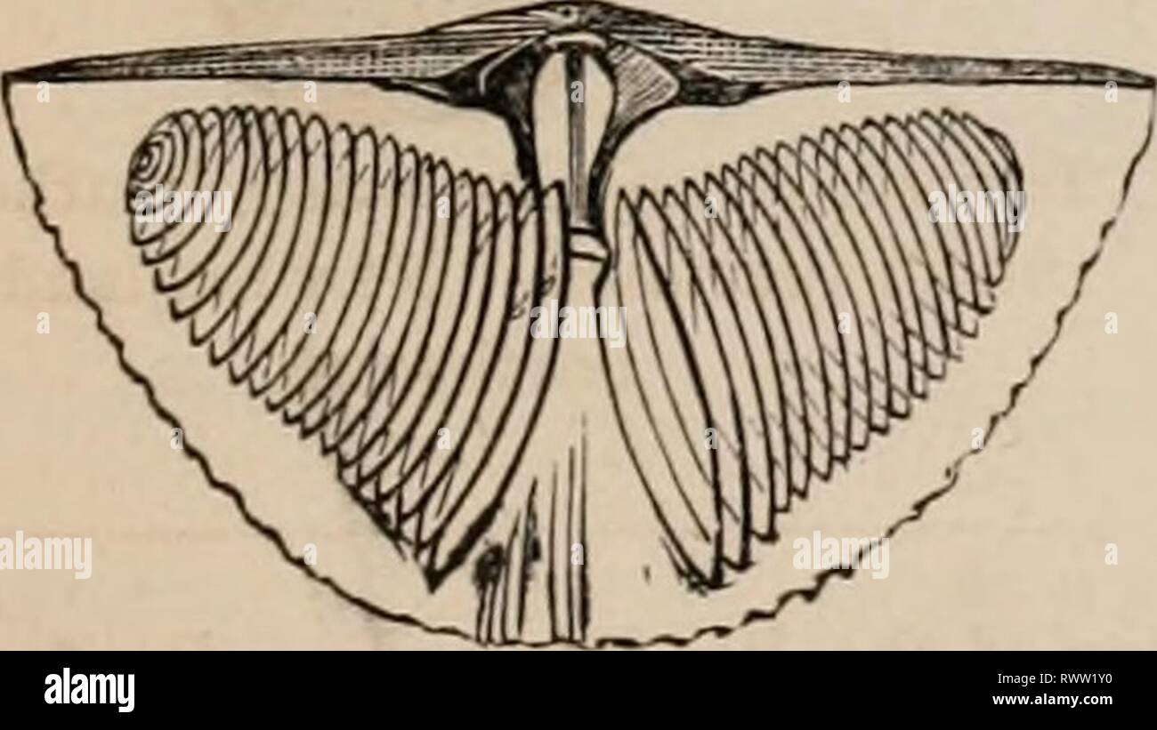 Elements of zoölogy a Elements of zoölogy : a textbook ...