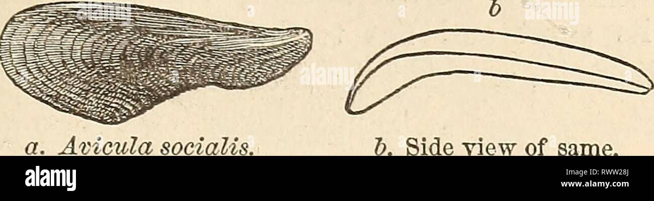 Encrinus Stock Photos & Encrinus Stock Images - Alamy