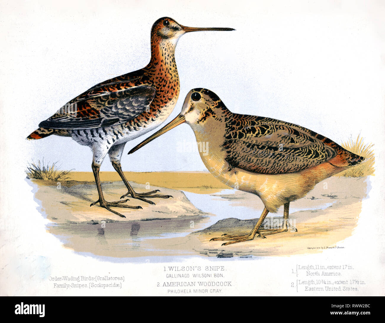 Wilsons snipe drawing hi-res stock photography and images - Alamy