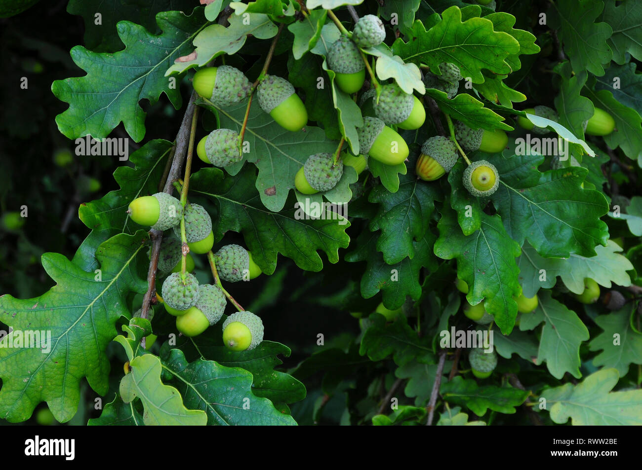 English oak acorns ripening Stock Photo - Alamy