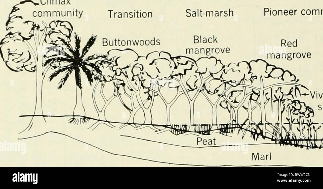 Elements of ecology (1954 Stock Photo - Alamy