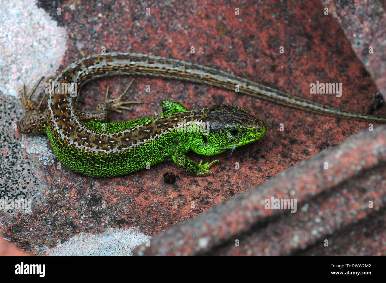 Sand lizard image hi-res stock photography and images - Alamy