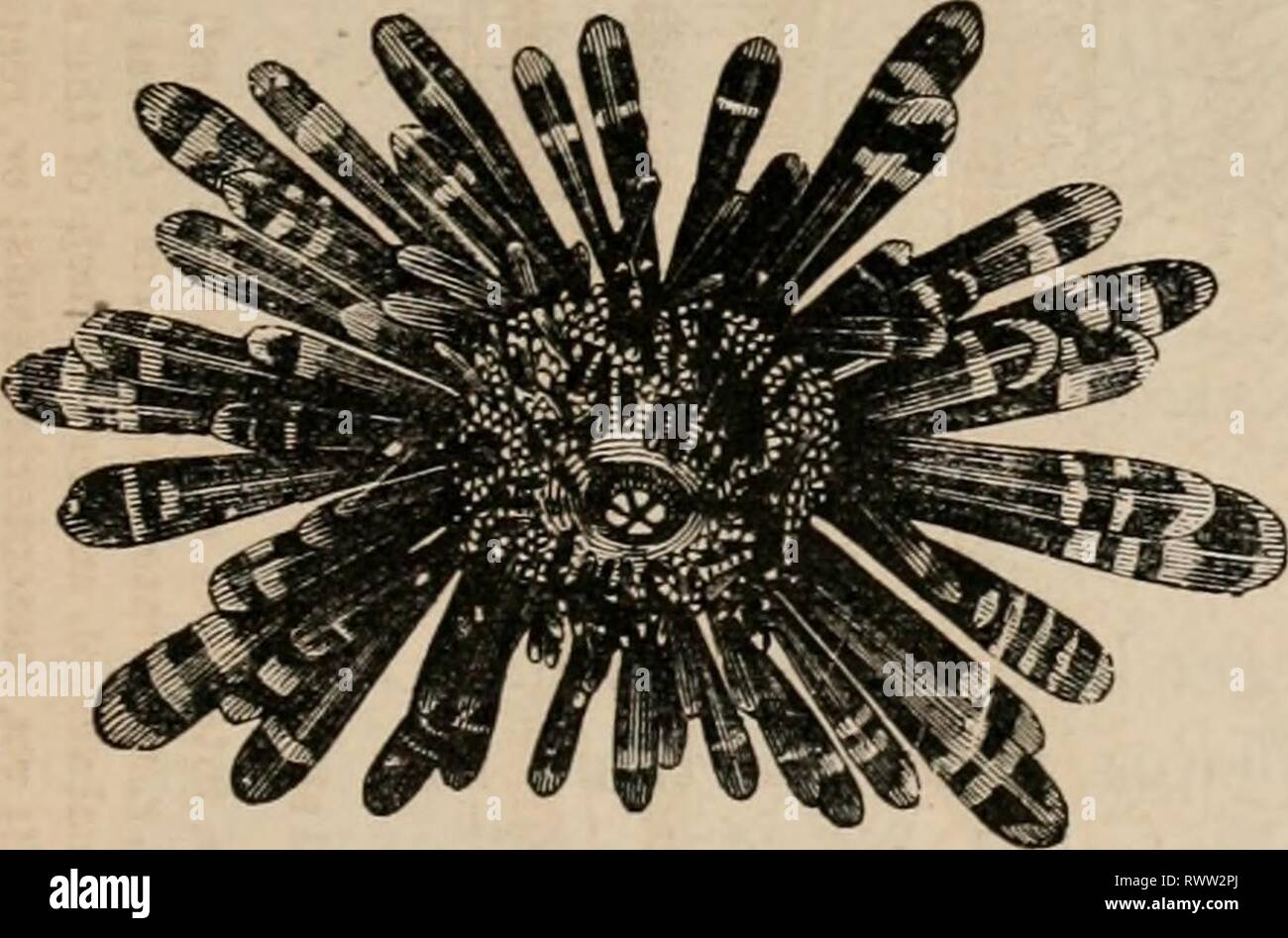 Discoidal spines hi-res stock photography and images - Alamy