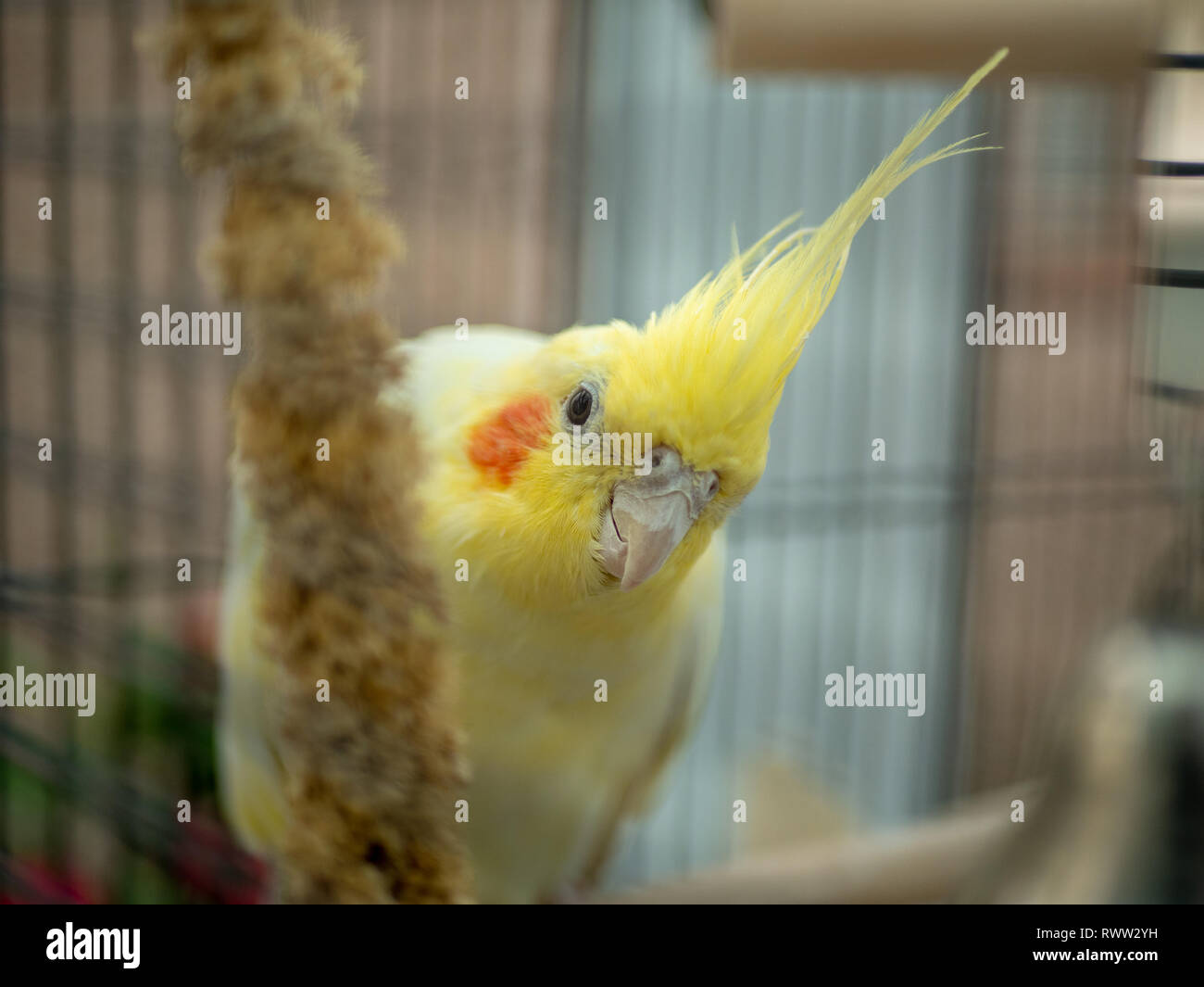 yellow lutino cockatiel with millet in cage Stock Photo - Alamy
