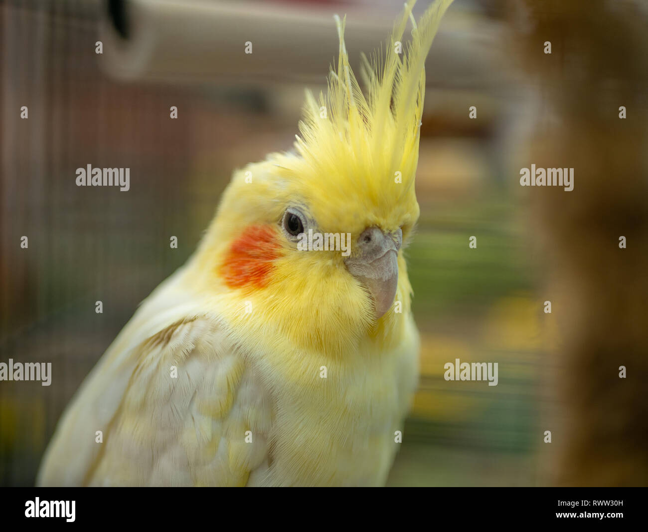 yellow lutino cockatiel close up of head and beak Stock Photo - Alamy