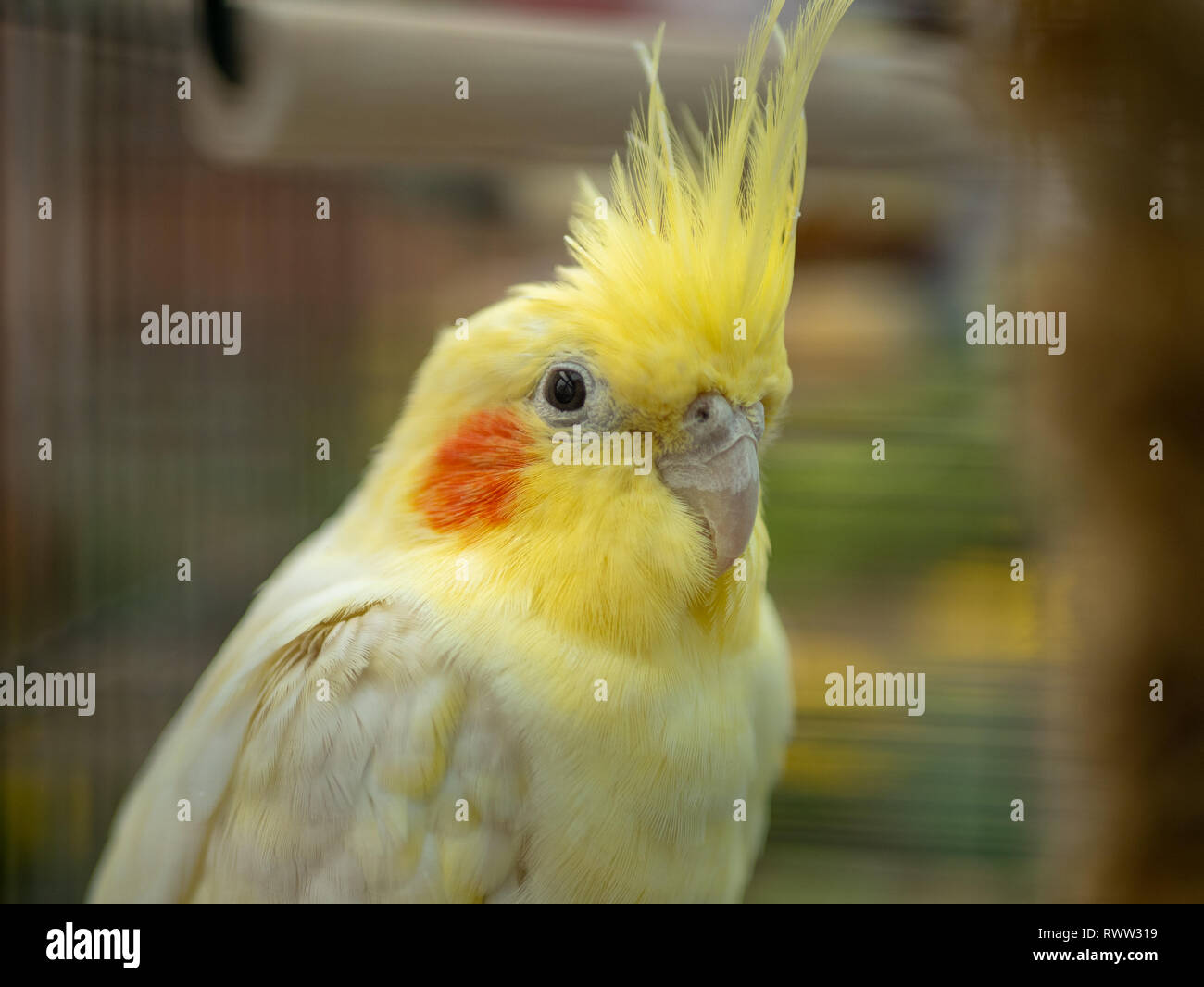 Beak of yellow lutino cockatiel in close up image Stock Photo - Alamy
