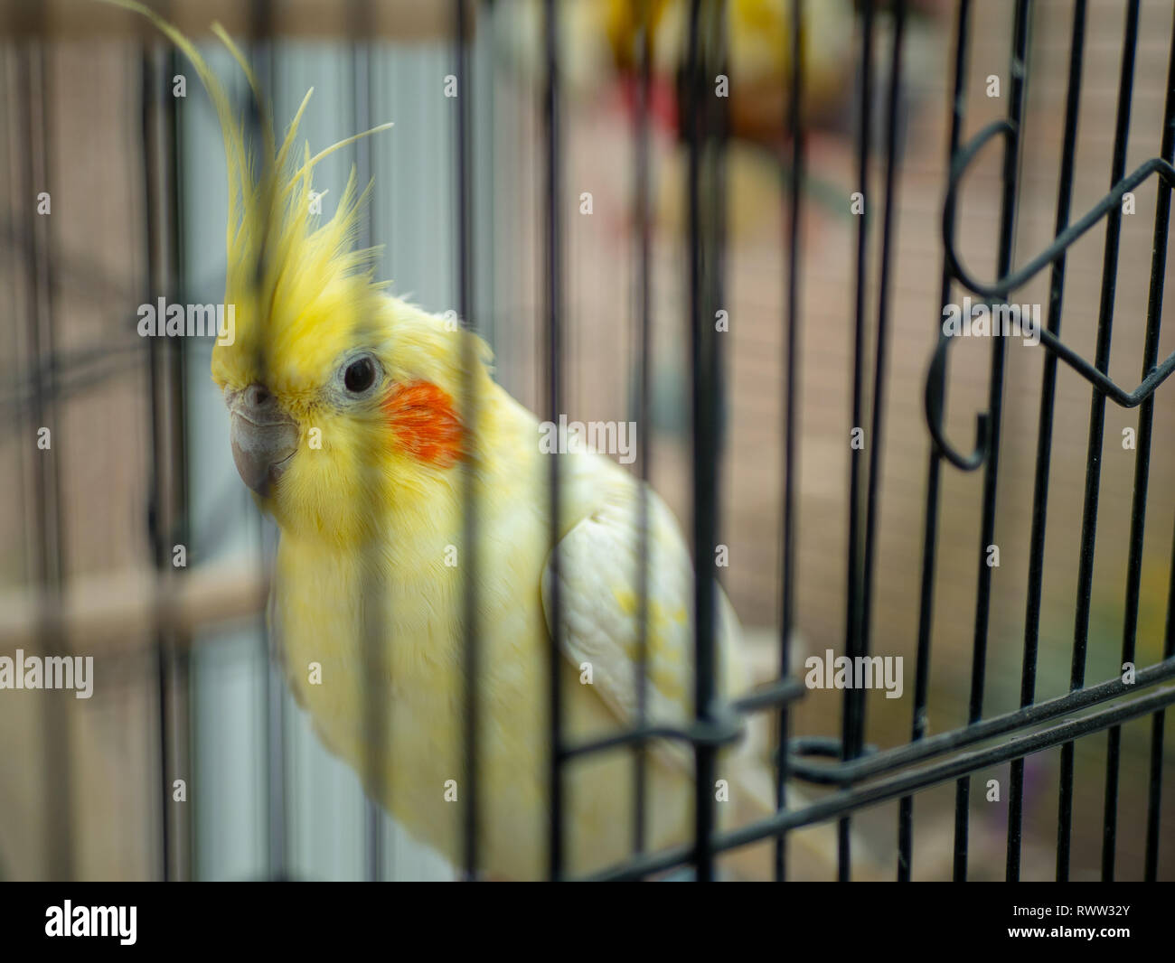 caged lutino yellow cockatiel peering through bars Stock Photo - Alamy