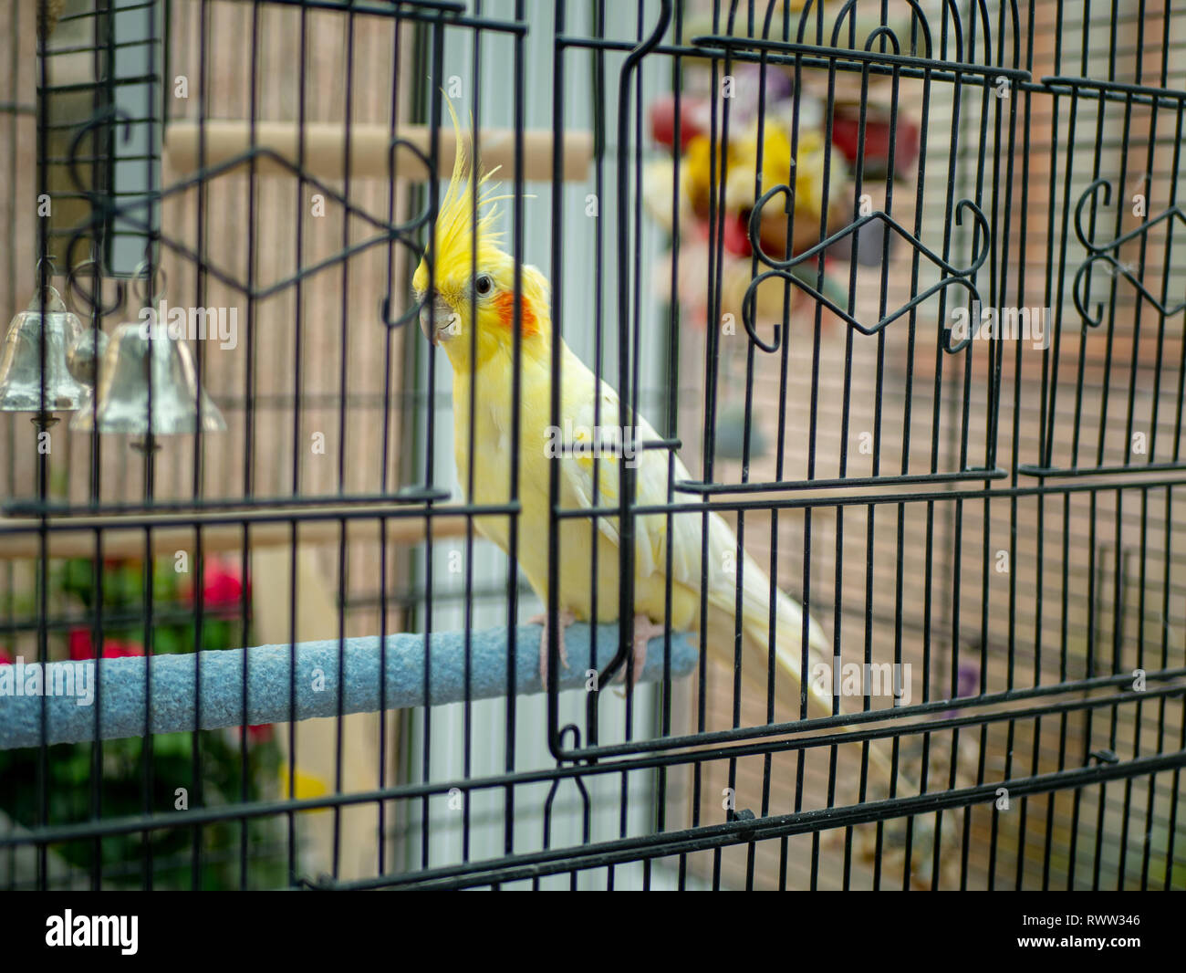 yellow lutino cockatiel sitting on perch in cage Stock Photo - Alamy