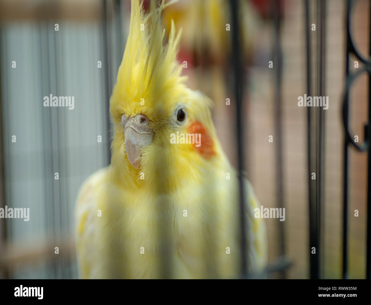 red cheeks of yellow cockatiel behind bars Stock Photo - Alamy