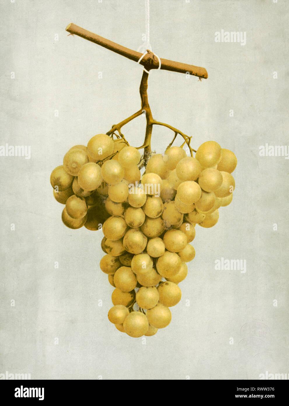 Print shows a bunch of golden grapes hanging from a string Stock Photo ...