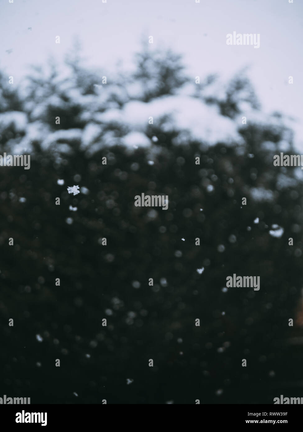 Snowflake kingdom hi-res stock photography and images - Alamy