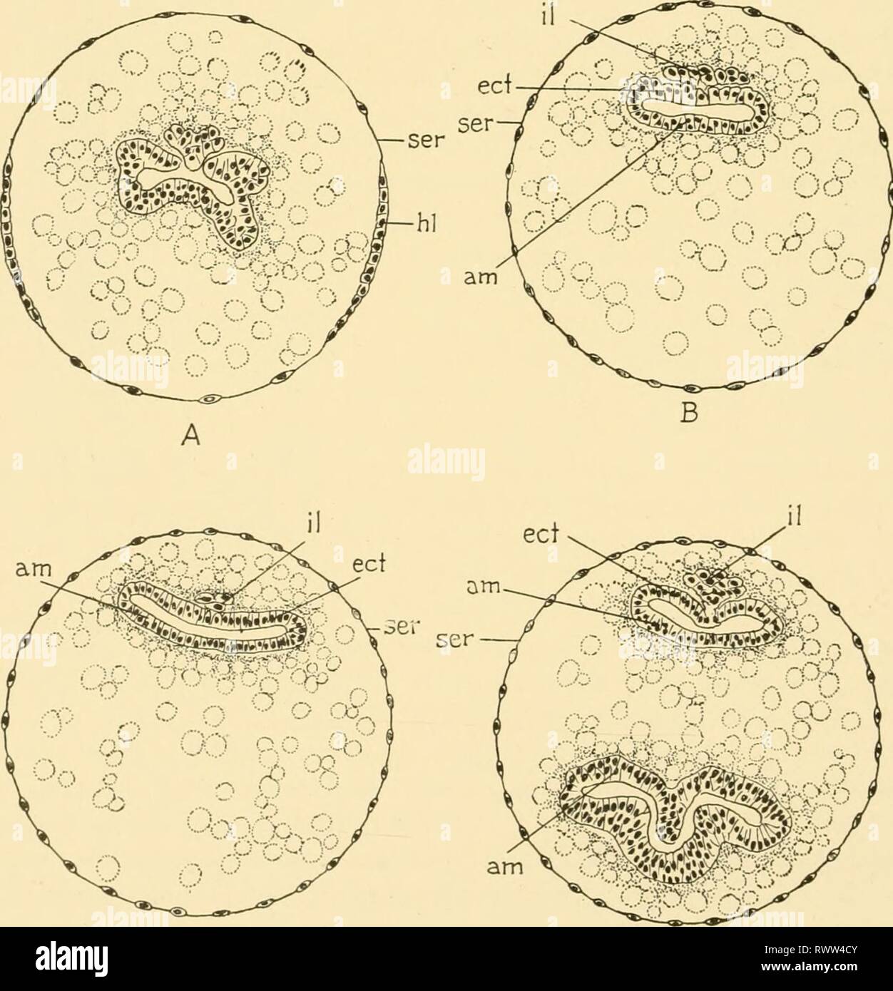 Amniotic cavity hi-res stock photography and images - Alamy