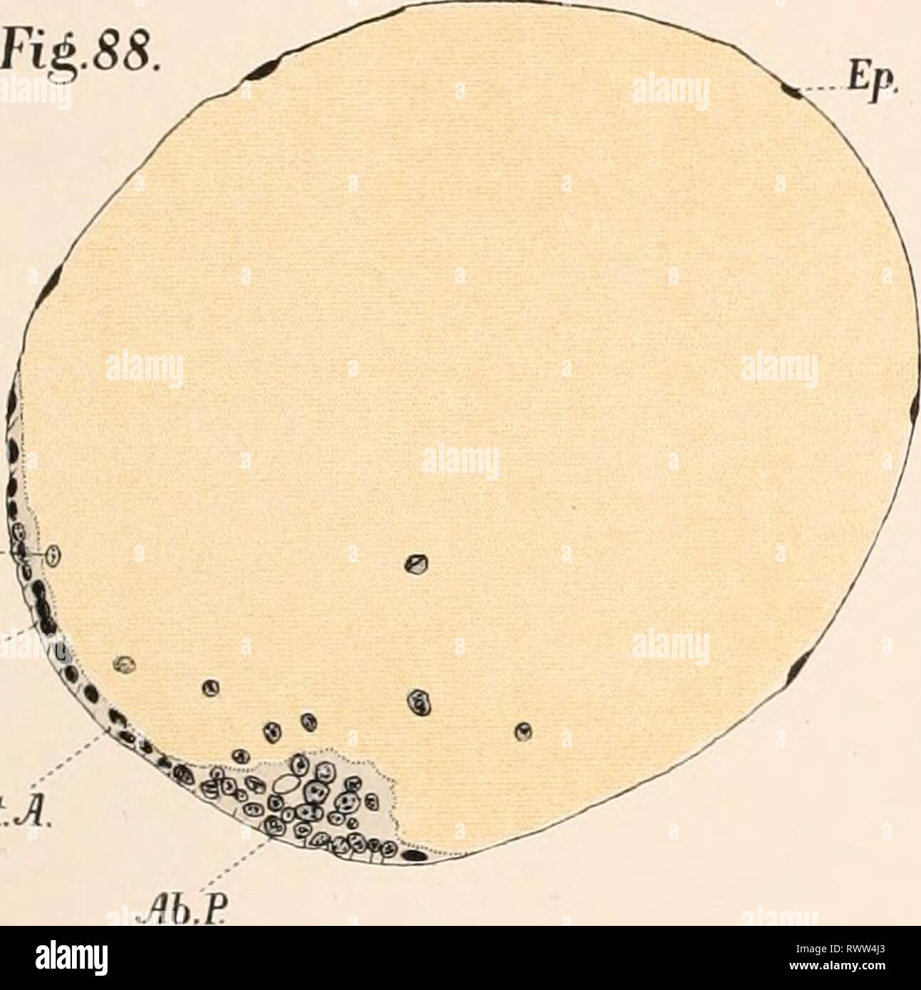 The embryology and metamorphosis of Stock Photo - Alamy