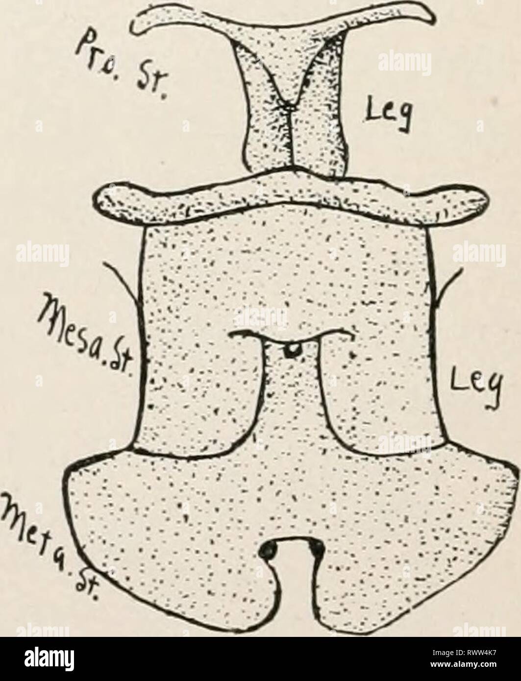 Elementary studies in insect life Elementary studies in insect life ...