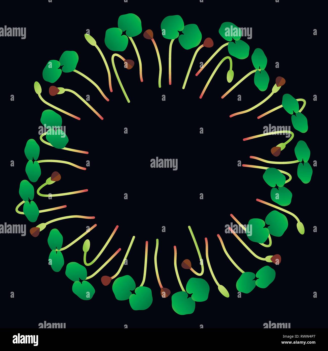 Microgreens Buckwheat. Arranged in a circle. Vitamin supplement, vegan ...