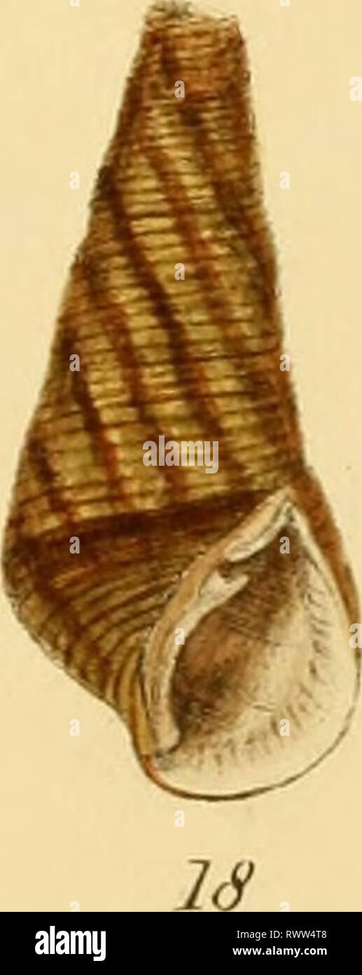 Elements of conchology an Elements of conchology : an introduction to ...