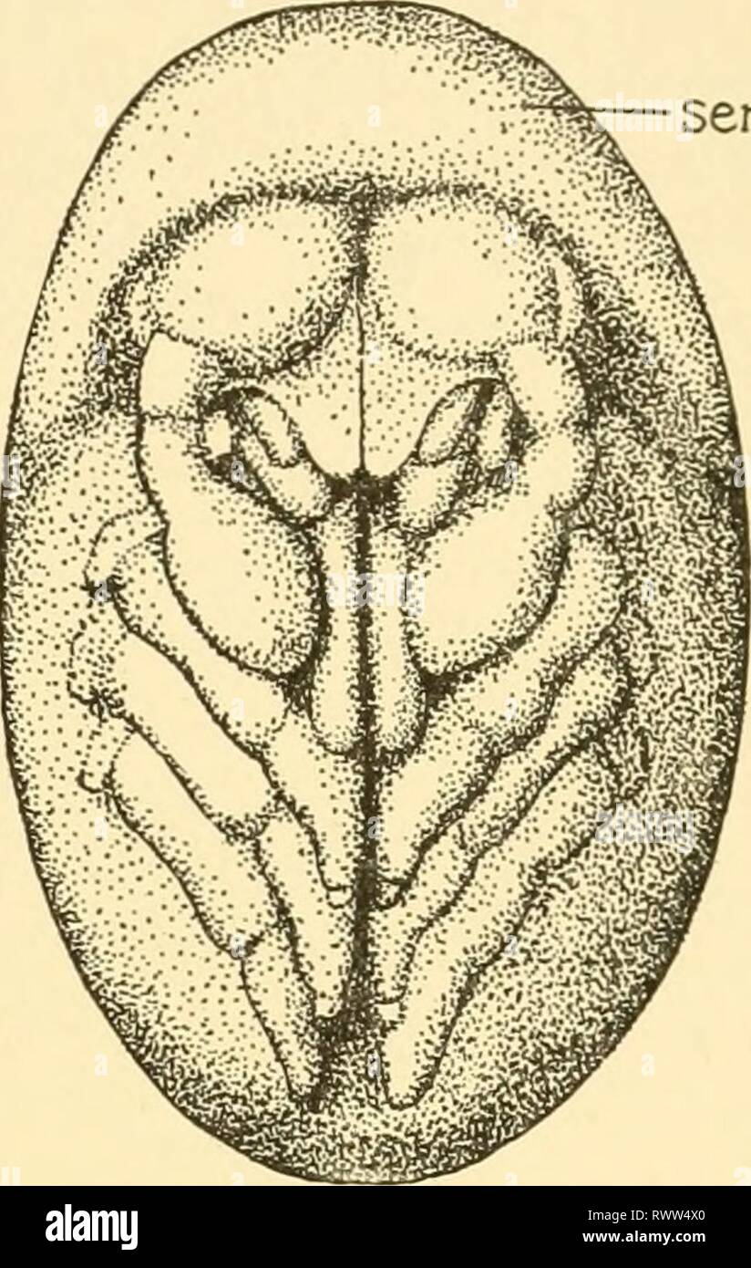 Embryology of insects and myriapods; Embryology of insects and ...