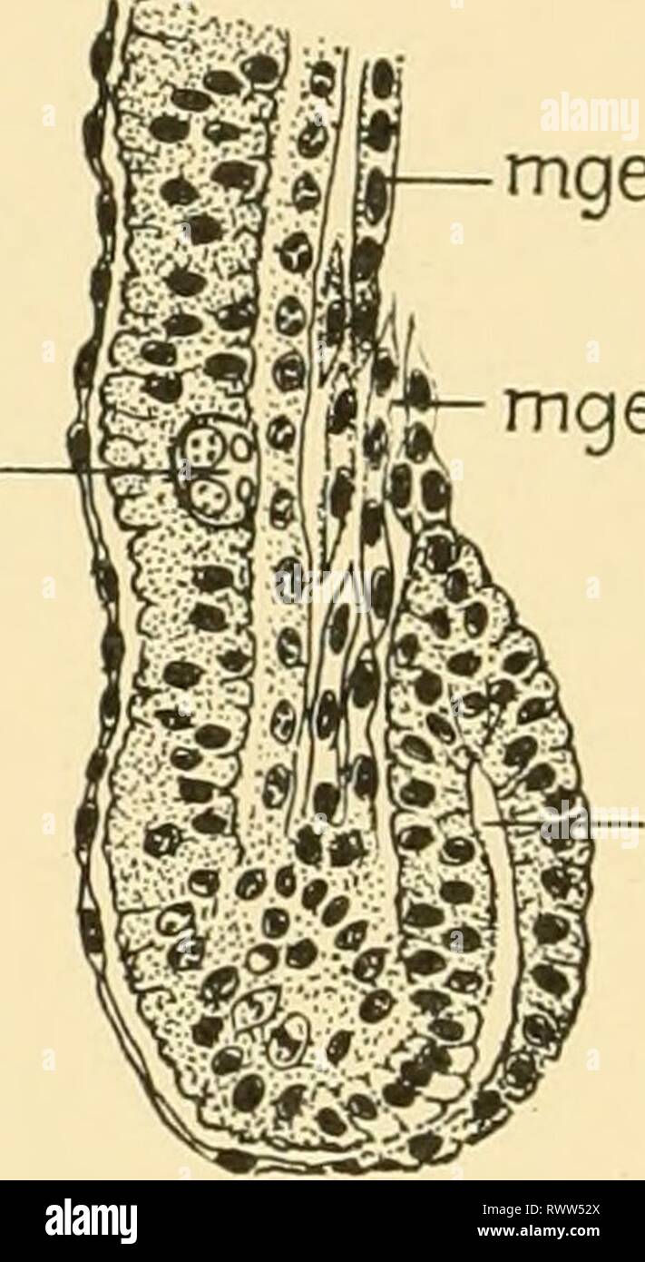 Embryology of insects and myriapods; Embryology of insects and ...