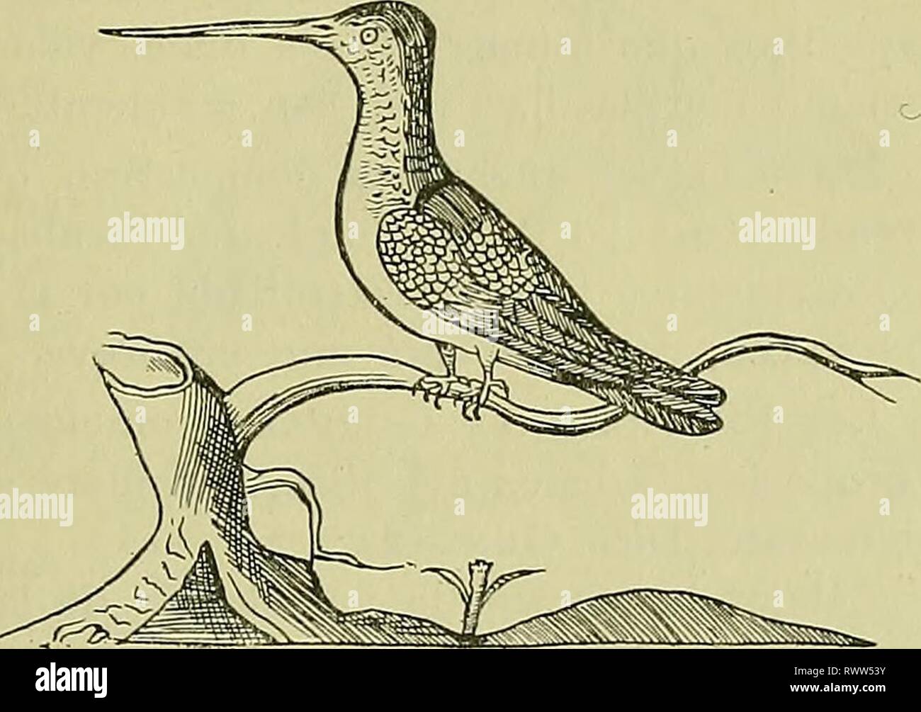 El Hornero (1919 Stock Photo - Alamy