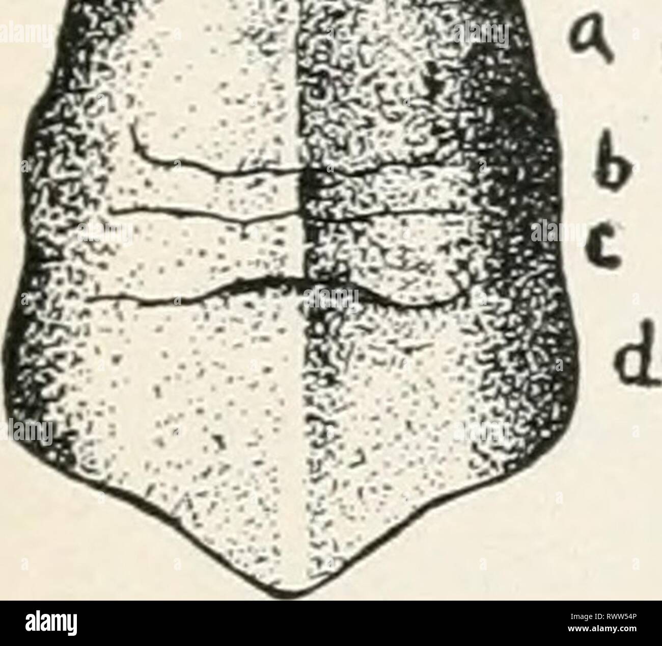 Mesothoracic hi-res stock photography and images - Alamy