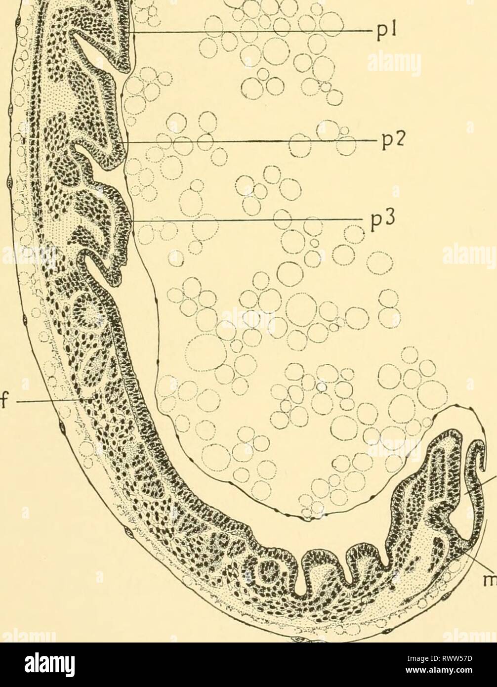 Embryology of insects and myriapods Stock Photo - Alamy