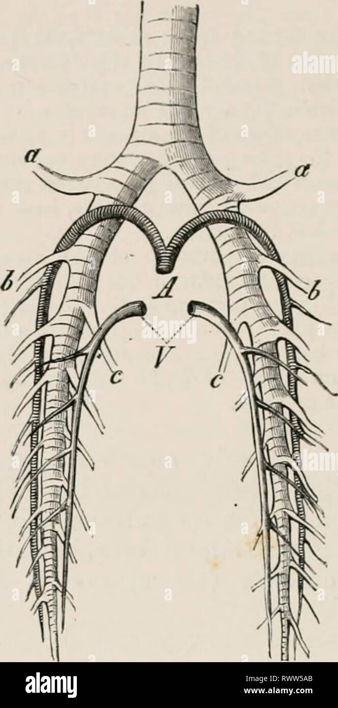 Elements of the comparative anatomy Stock Photo - Alamy
