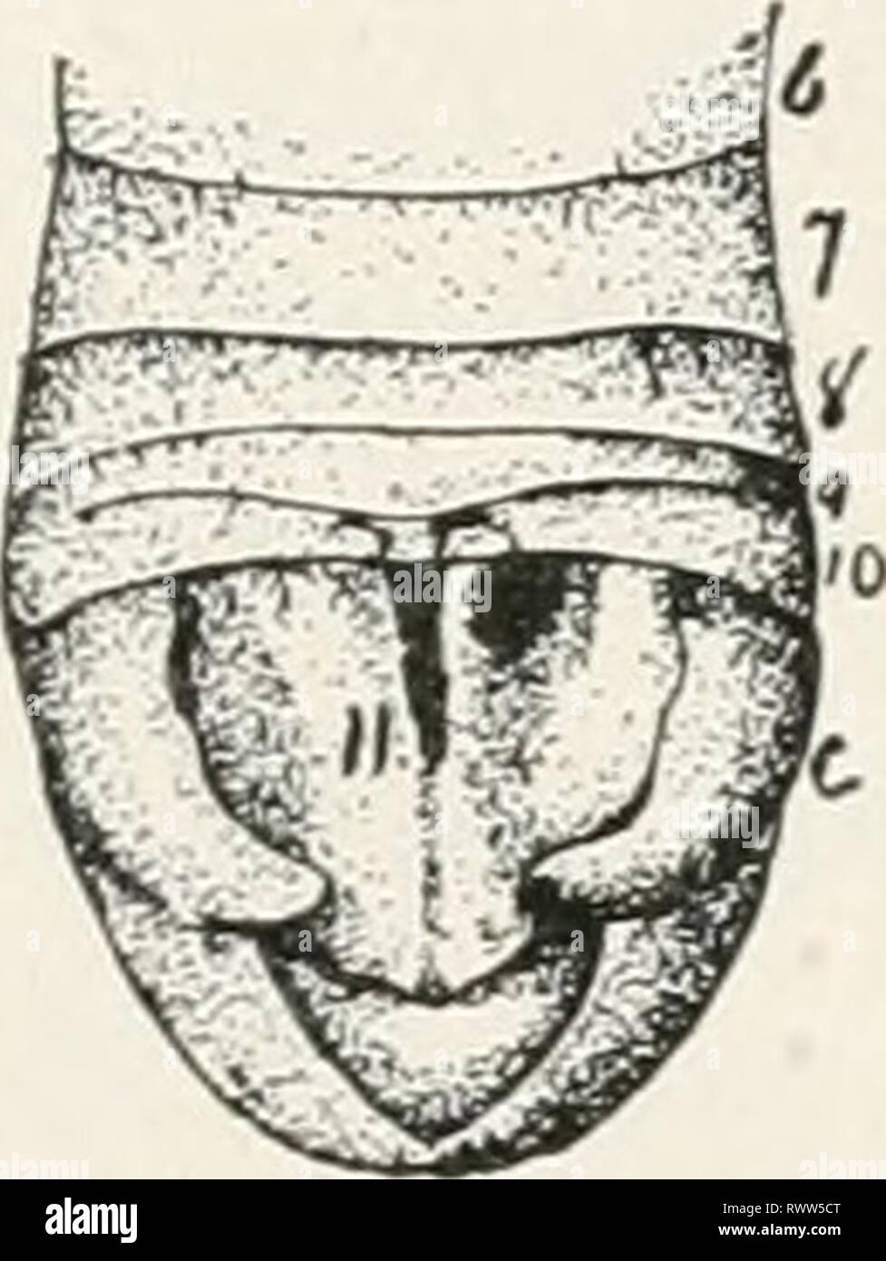 Lateral appendages hi-res stock photography and images - Alamy