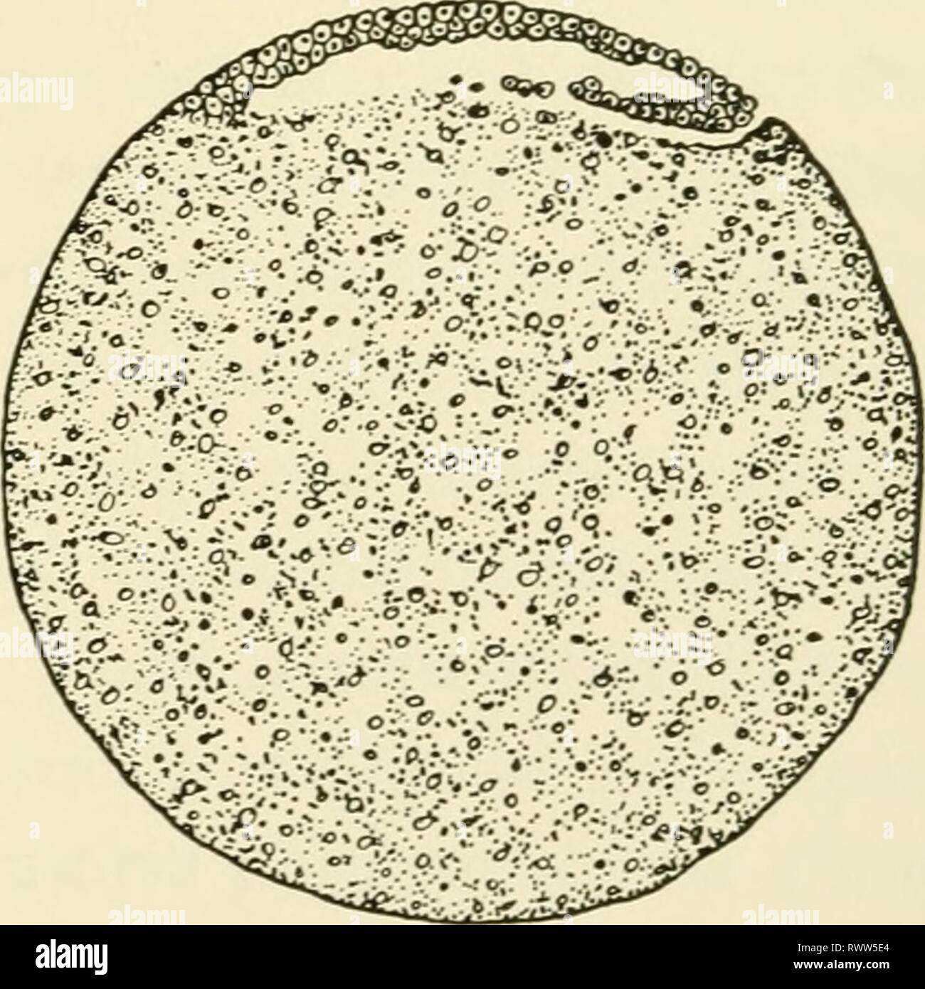Elements of biology, with special Elements of biology, with special ...