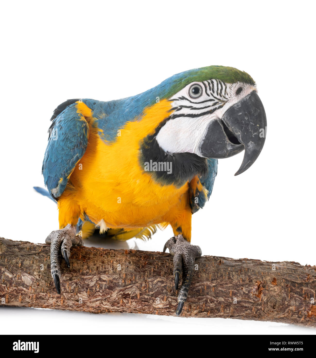 ara ararauna in front of white background Stock Photo - Alamy