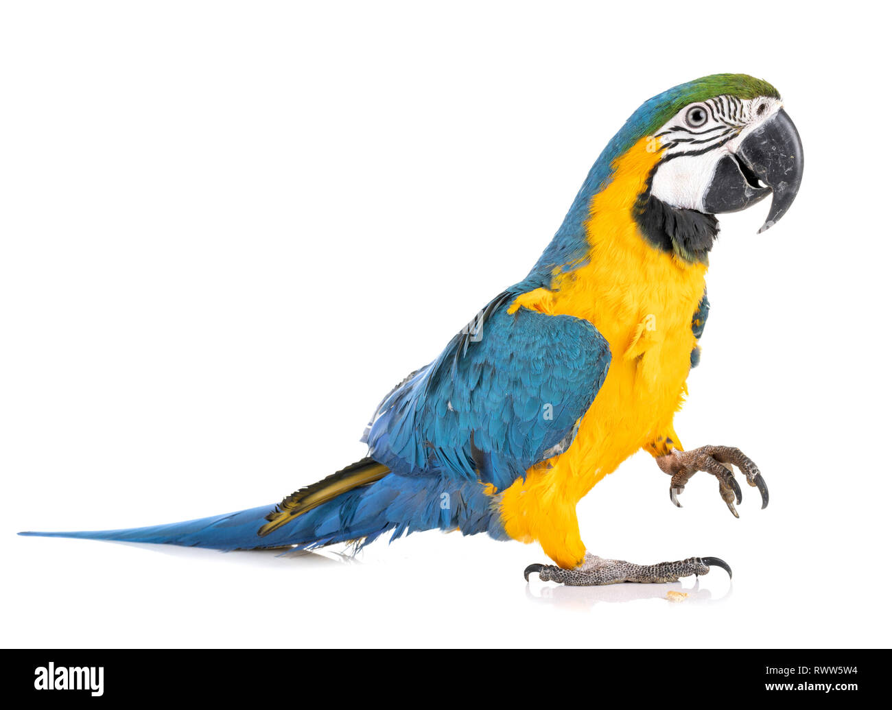 ara ararauna in front of white background Stock Photo - Alamy
