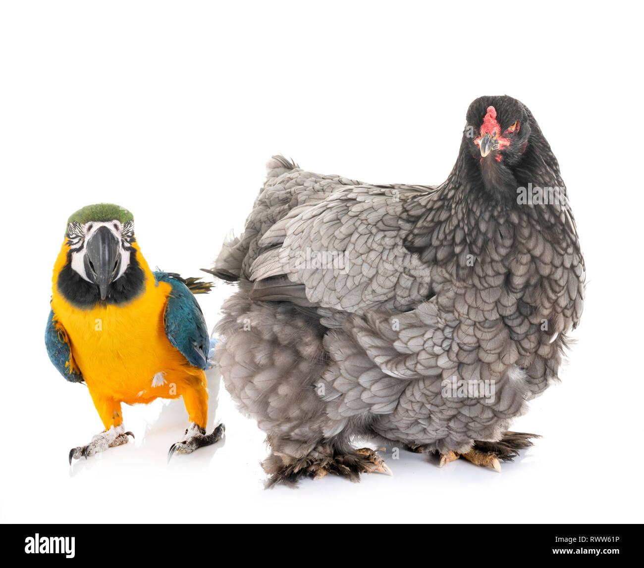 brahma chicken and parrot in front of white background Stock Photo - Alamy