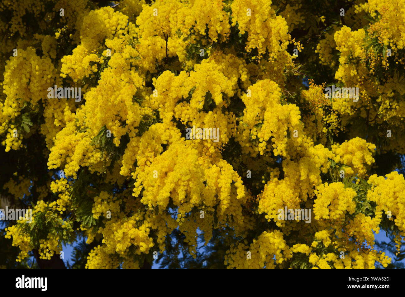 Close-up of Mimosa in Bloom, Silver Wattle, Acacia Dealbata Stock Photo ...