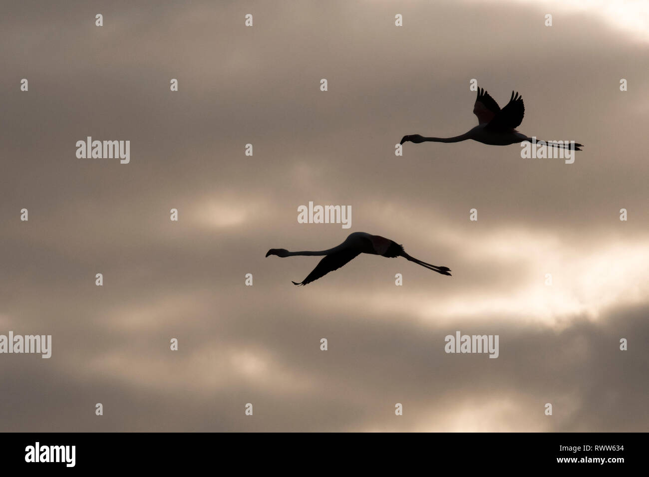 silhouette of two flamingos in flight Stock Photo - Alamy