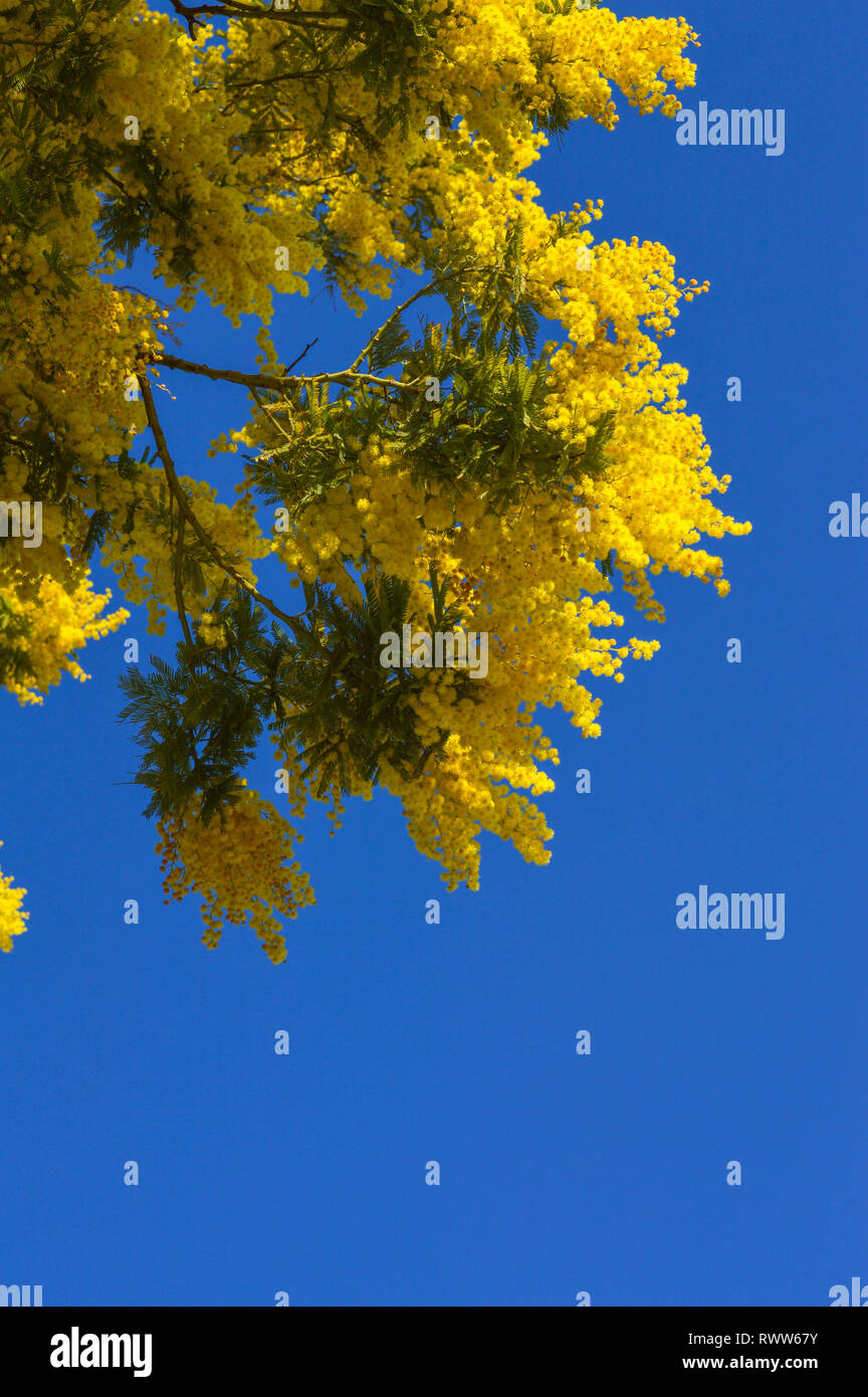 Close-up of Mimosa in Bloom, Silver Wattle, Acacia Dealbata Stock Photo ...