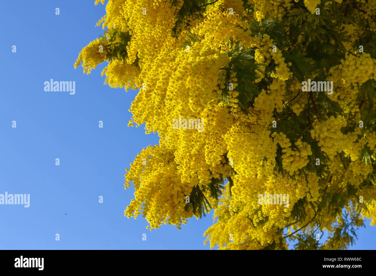 Close-up of Mimosa in Bloom, Silver Wattle, Acacia Dealbata Stock Photo ...
