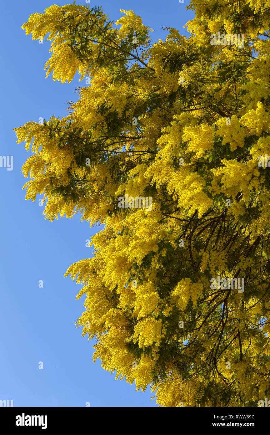 Close-up of Mimosa in Bloom, Silver Wattle, Acacia Dealbata Stock Photo ...