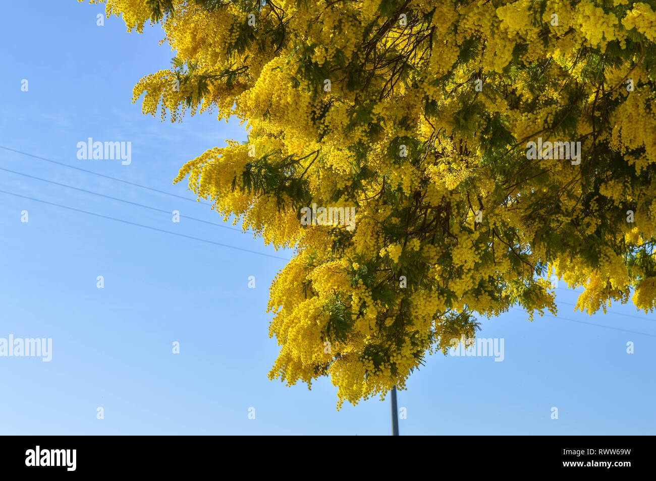 Close-up of Mimosa in Bloom, Silver Wattle, Acacia Dealbata Stock Photo ...