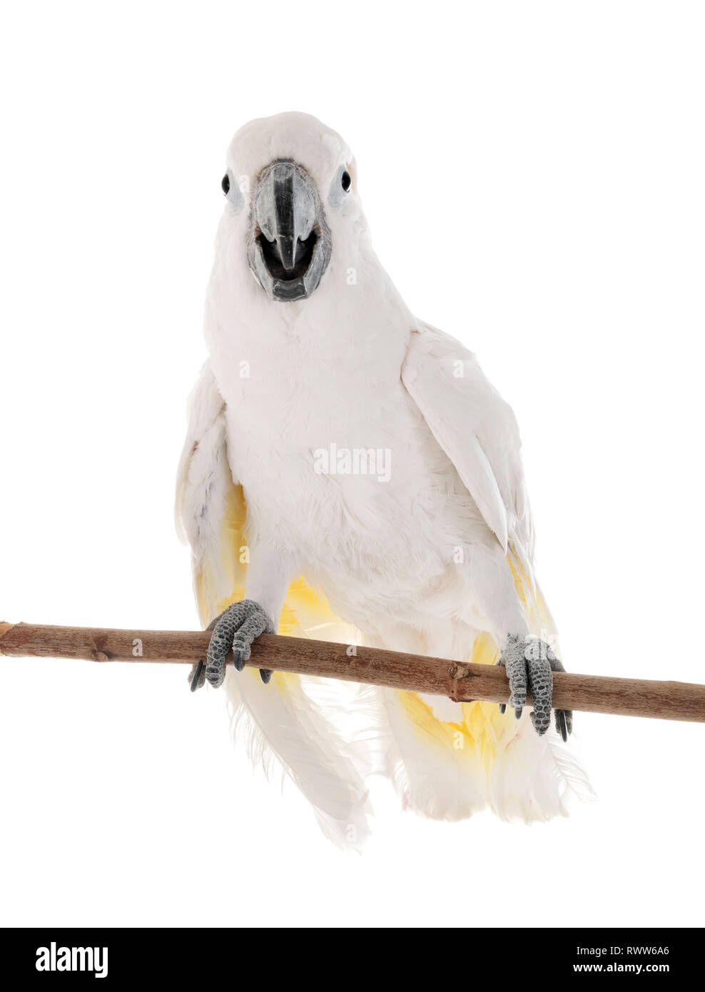 Cockatoo Cut Out Stock Images & Pictures - Alamy