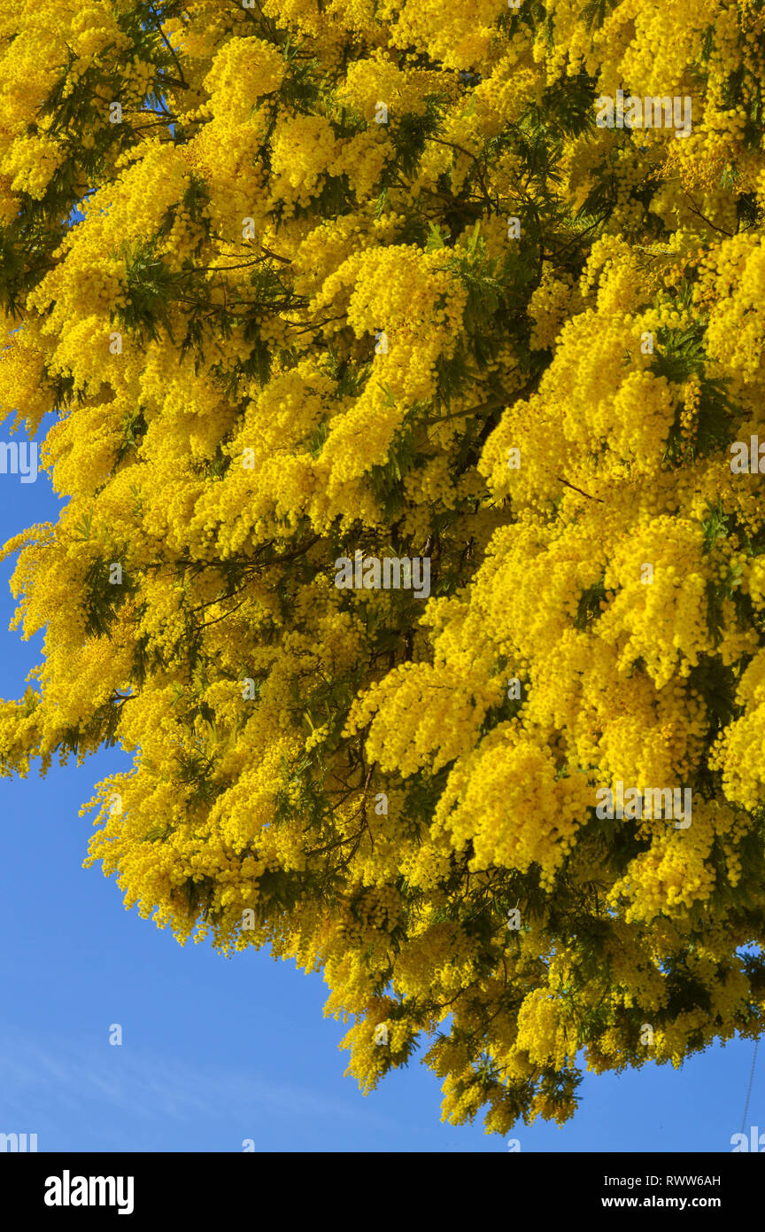 Close-up of Mimosa in Bloom, Silver Wattle, Acacia Dealbata Stock Photo ...