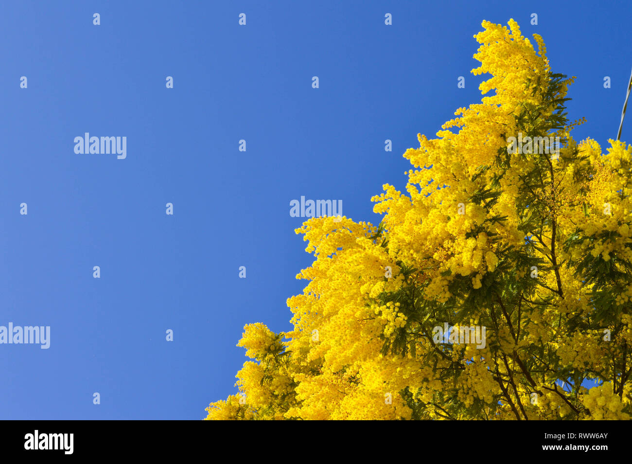 Close-up of Mimosa in Bloom, Silver Wattle, Acacia Dealbata Stock Photo ...