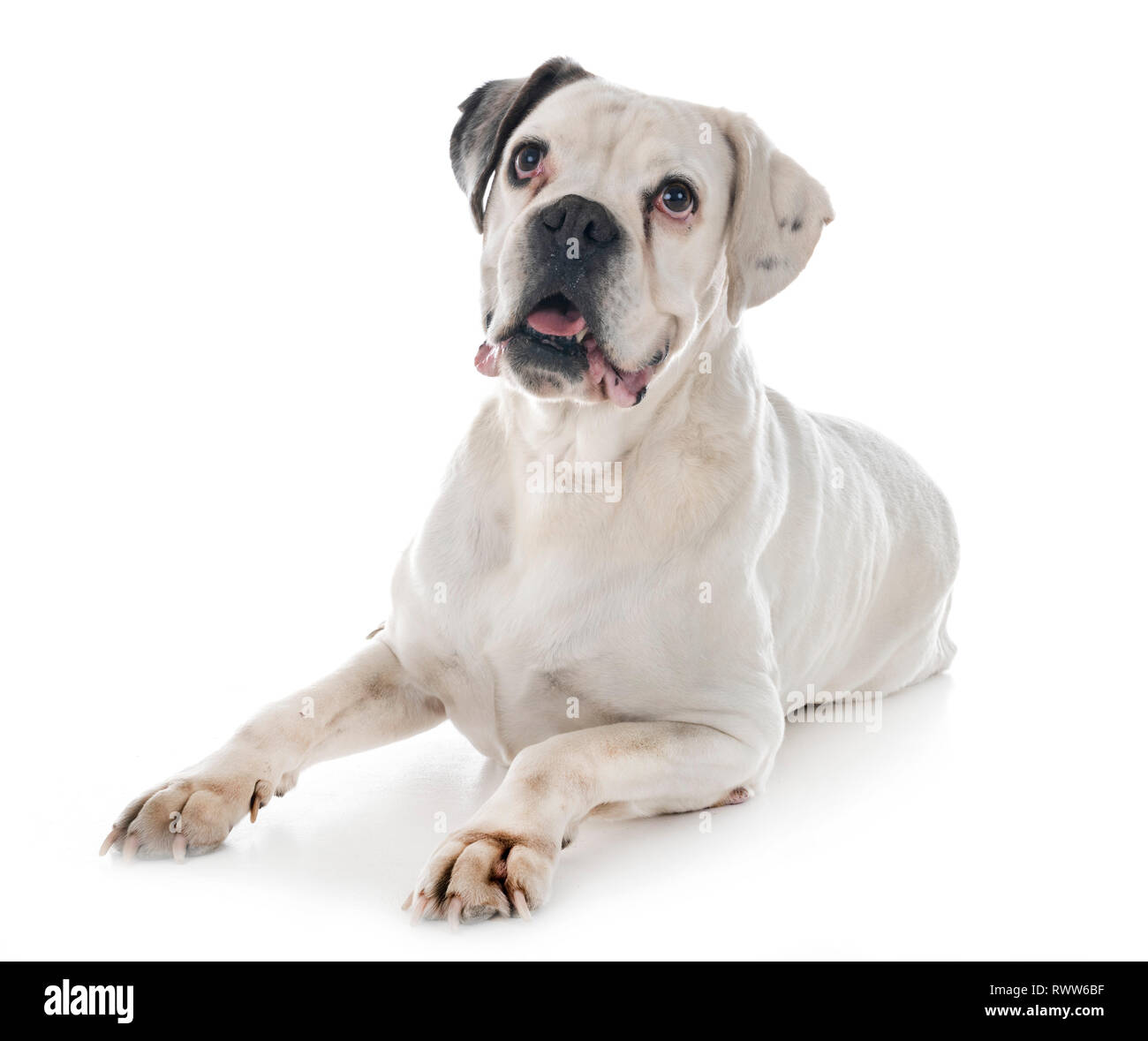 white boxer in front of white background Stock Photo - Alamy