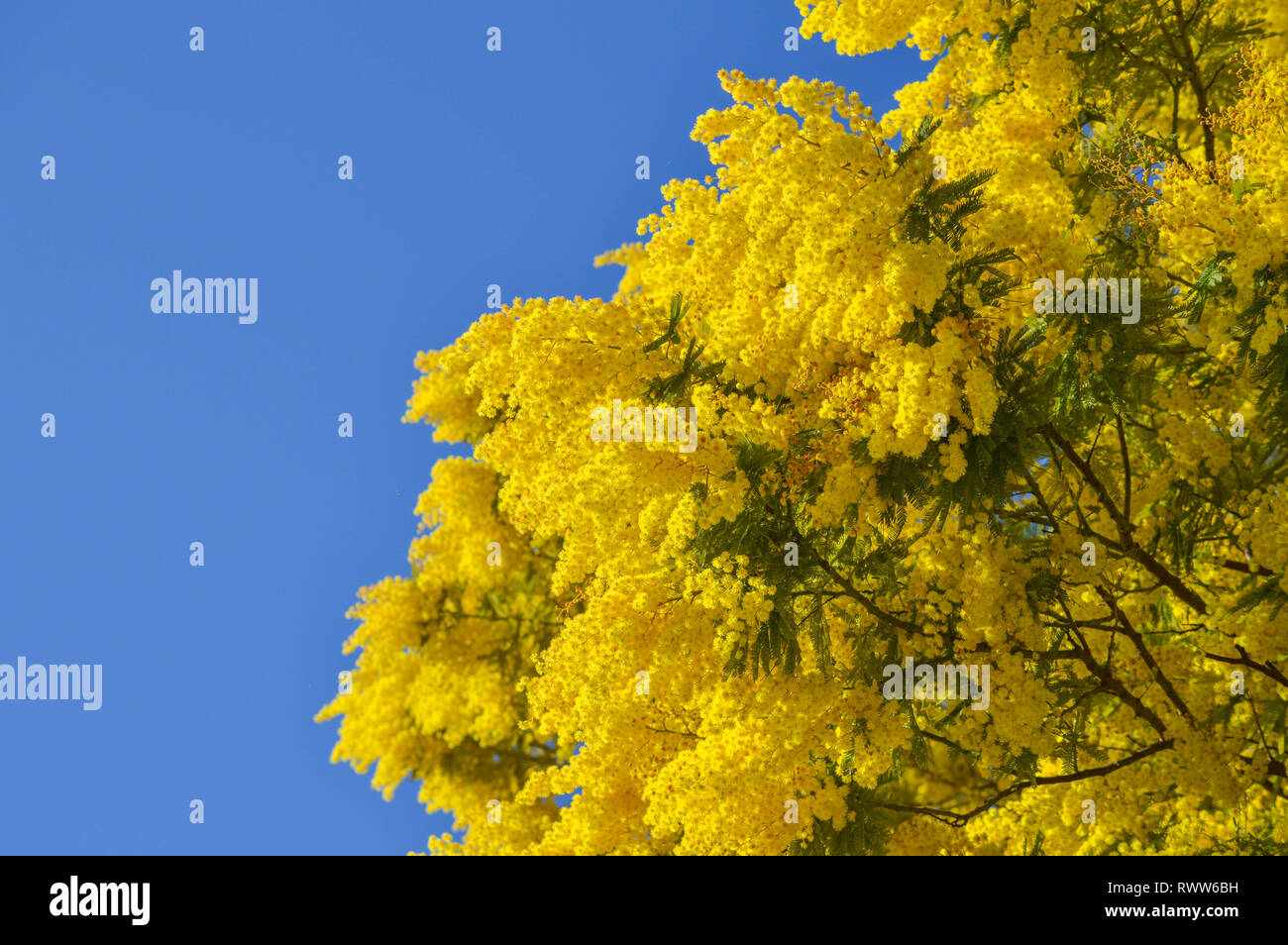 Close-up of Mimosa in Bloom, Silver Wattle, Acacia Dealbata Stock Photo ...