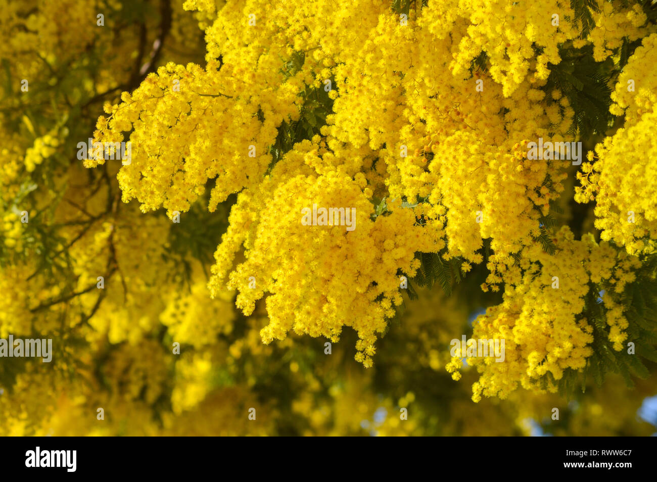 Acacia dealbata hi-res stock photography and images - Alamy