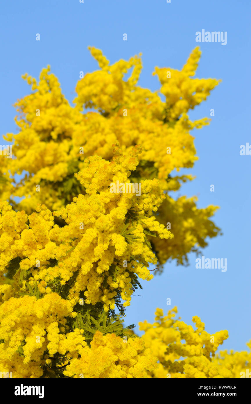 Close-up of Mimosa in Bloom, Silver Wattle, Acacia Dealbata Stock Photo ...