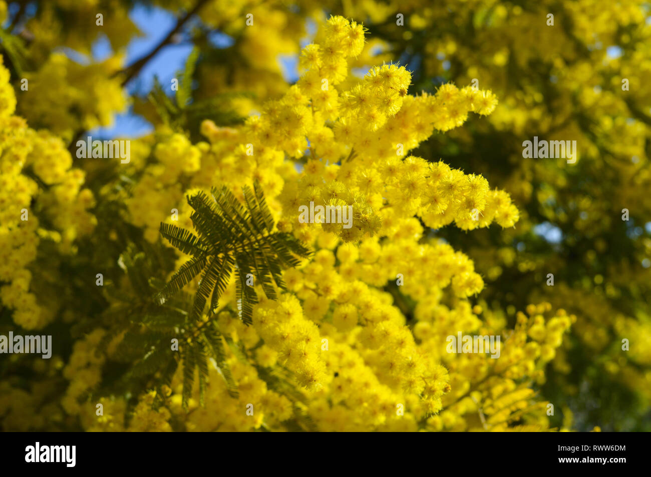 Close-up of Mimosa in Bloom, Silver Wattle, Acacia Dealbata Stock Photo ...