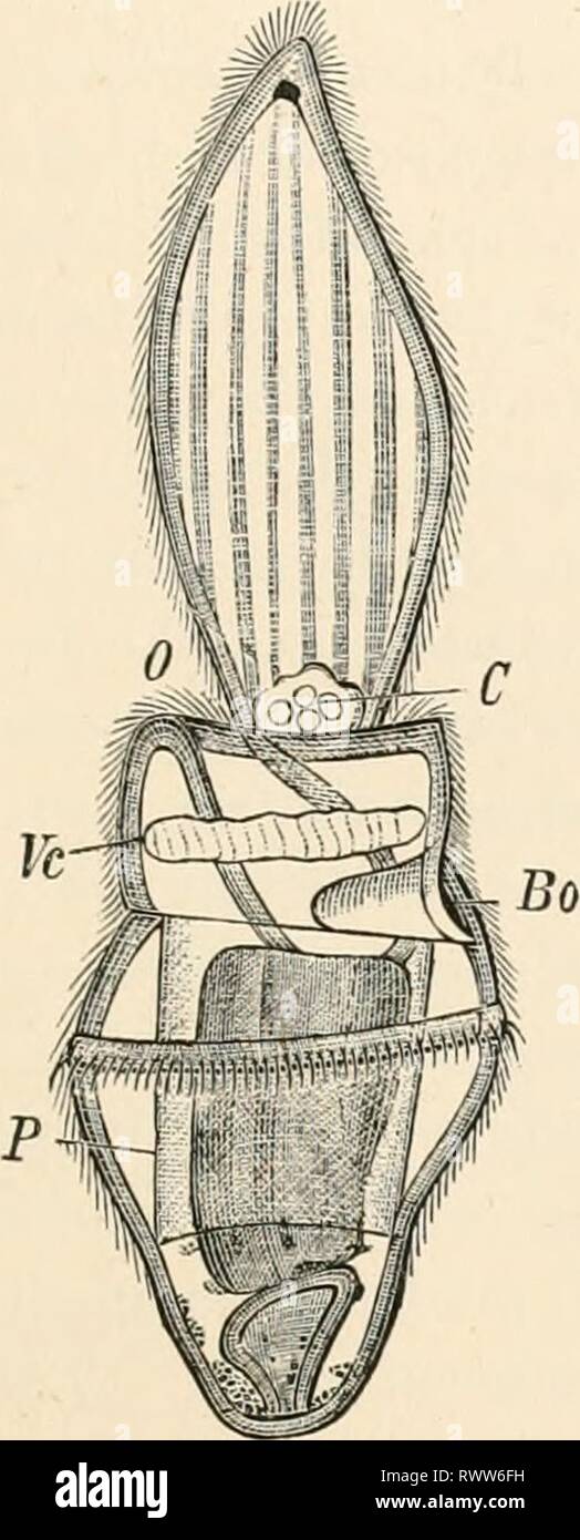 Balanoglossus hi-res stock photography and images - Alamy