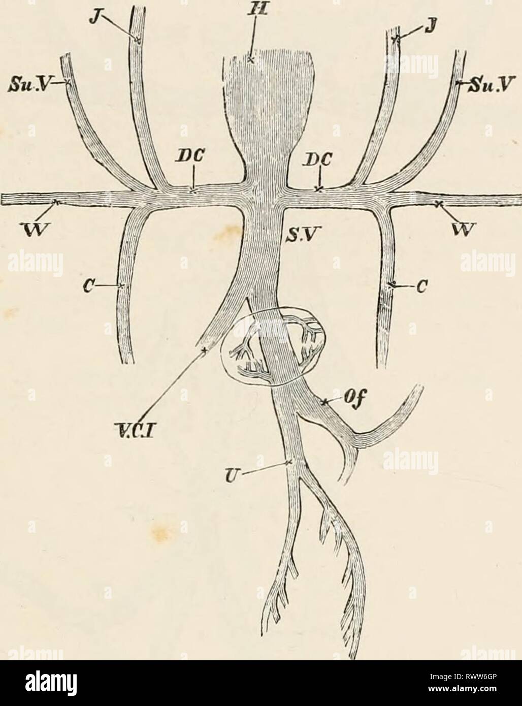 Elements of the comparative anatomy Stock Photo - Alamy