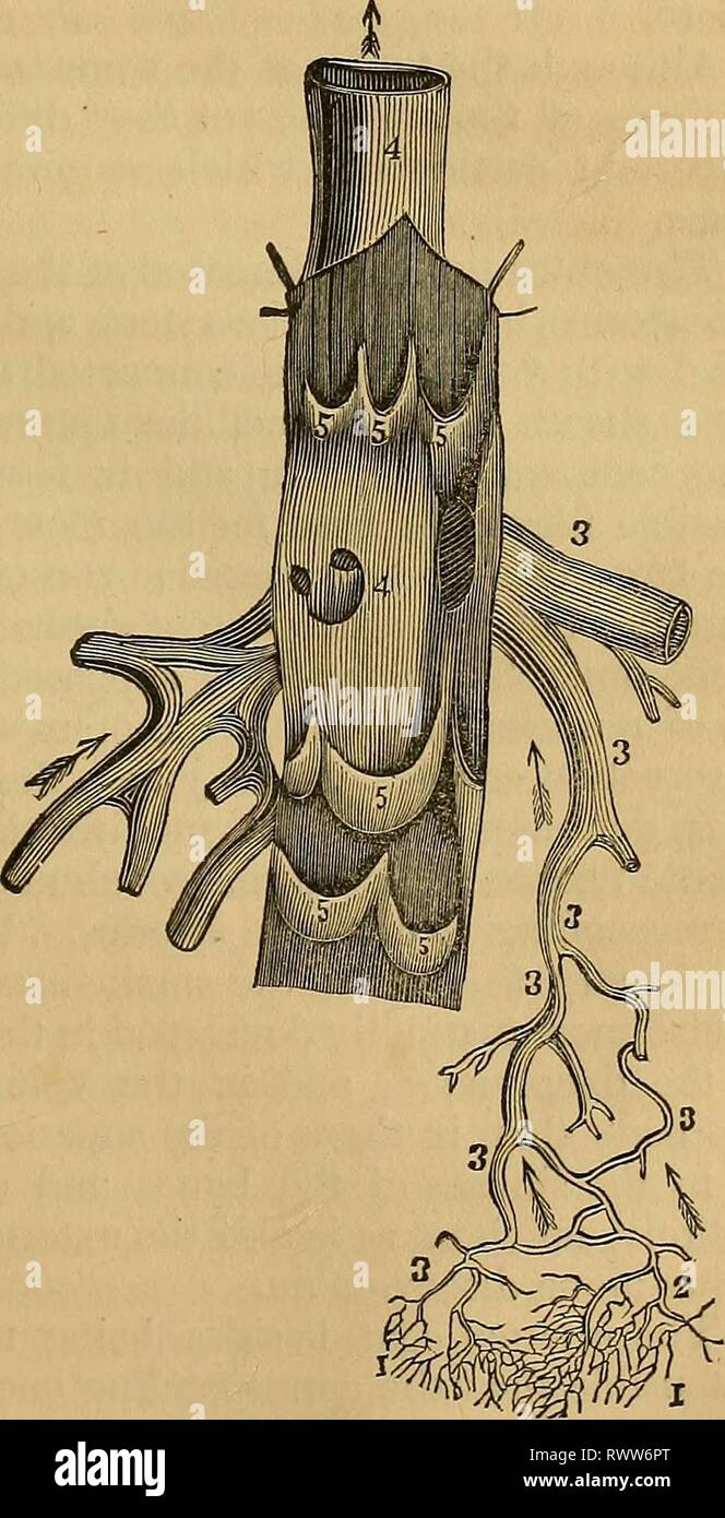 Elements of pathological anatomy (1843 Stock Photo - Alamy