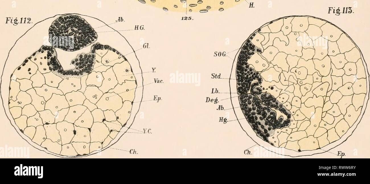 The embryology and metamorphosis of Stock Photo - Alamy