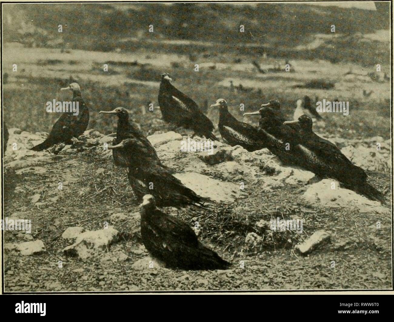 The Emu official organ Stock Photo - Alamy